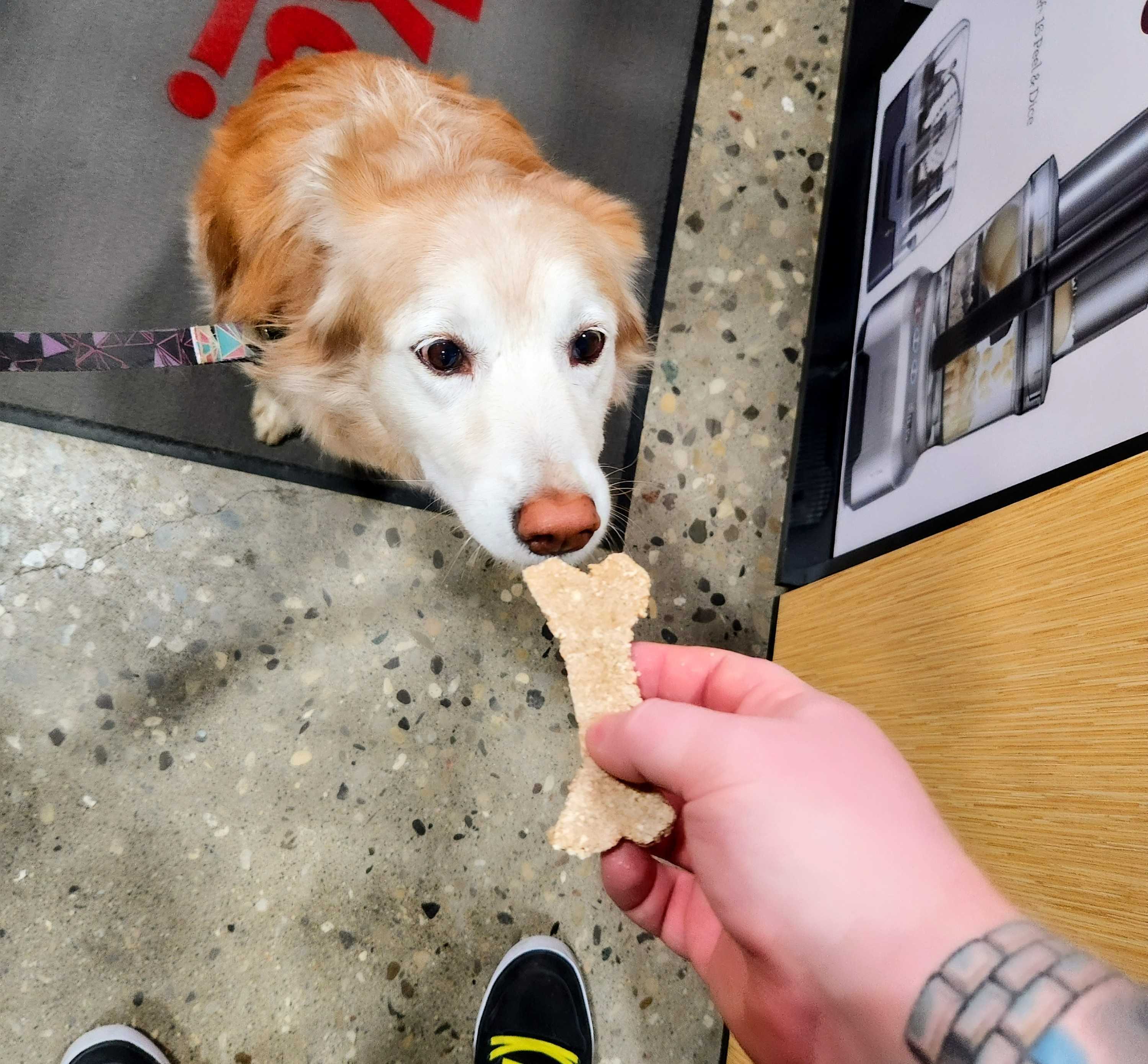 A Special Treat for Your Furry Friend | How To Make Dog Biscuits with